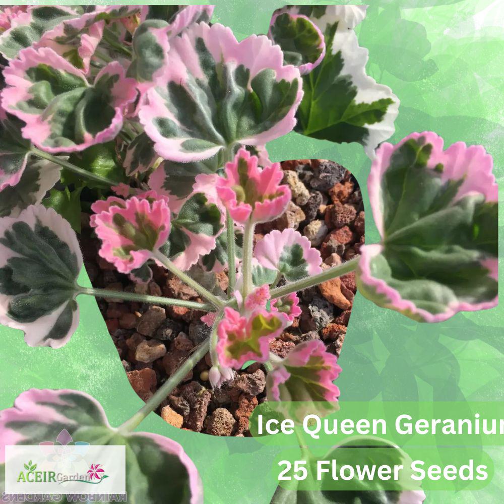 25 Ice Queen Geranium Seeds – Icy White & Pink Blooms – Regal ...