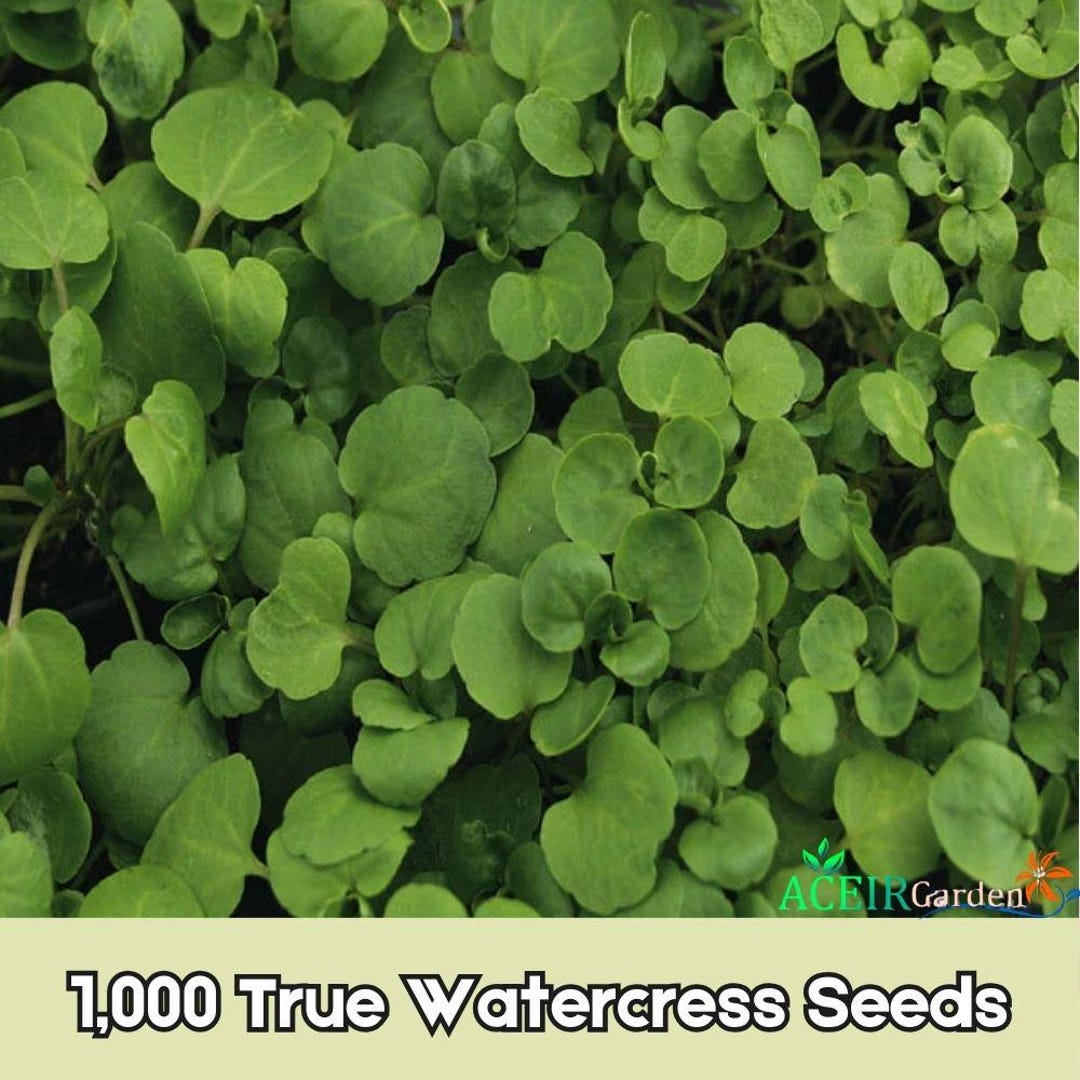 1000 True Watercress Seeds | Nasturtium Officinale | Aquatic Edible ...
