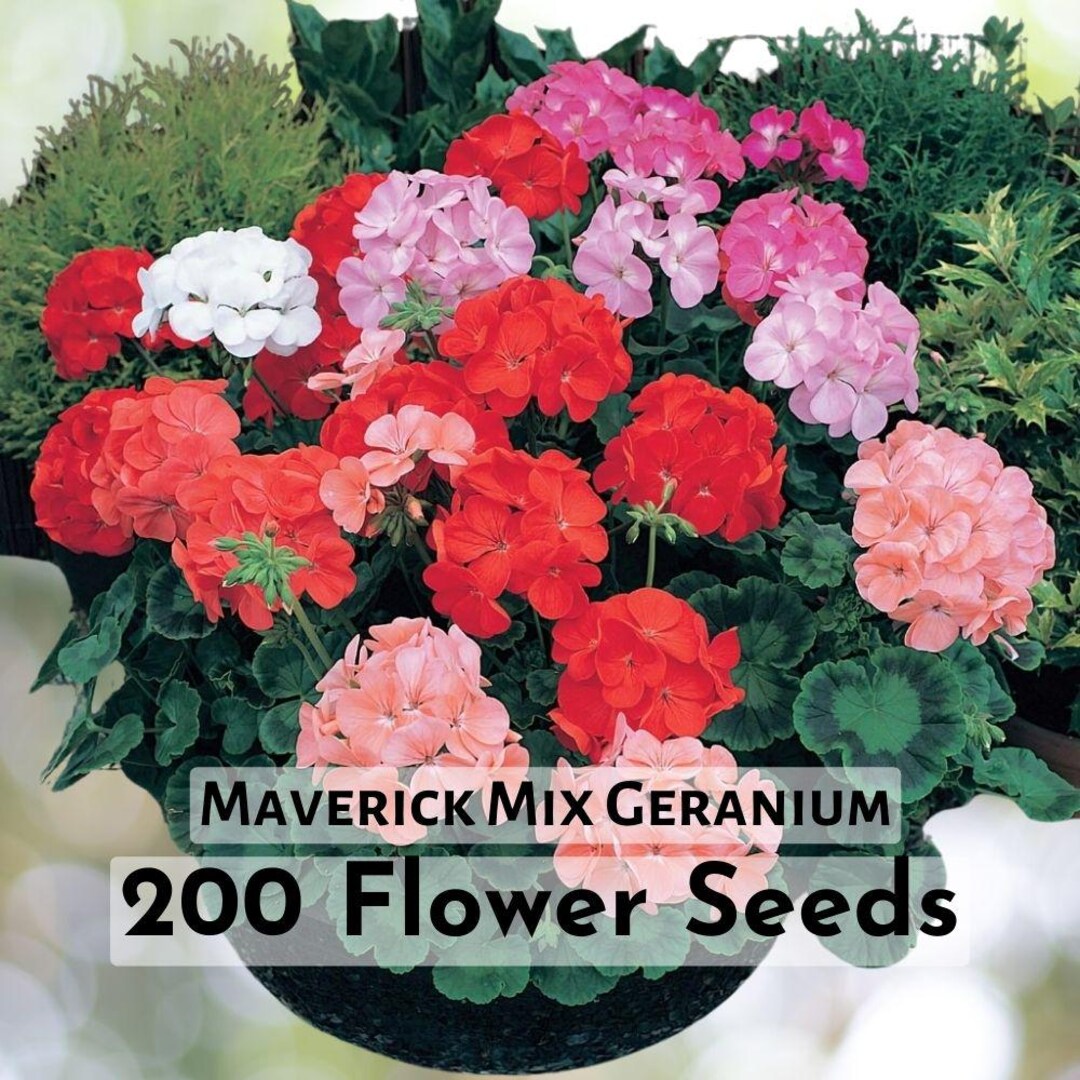 25+ Maverick Mix Geranium Seeds | Vibrant Color Mix | Long-blooming ...