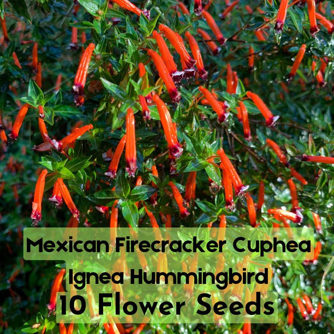 10 Red Cigar Plant Seeds – Cuphea Ignea Mexican Firecracker Hummingbird ...