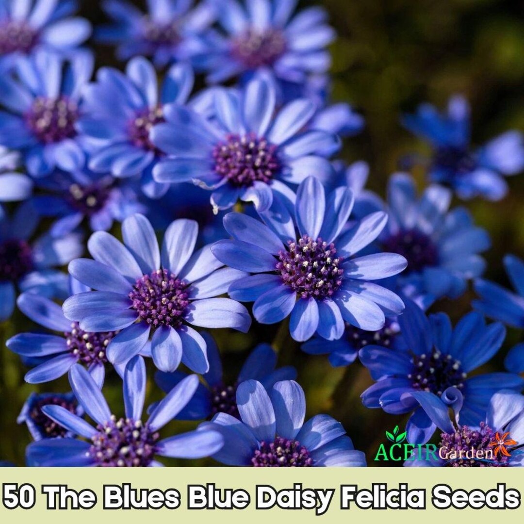 50 the Blues Blue Daisy Felicia Heterophylla Kingfisher Flower Seeds ...