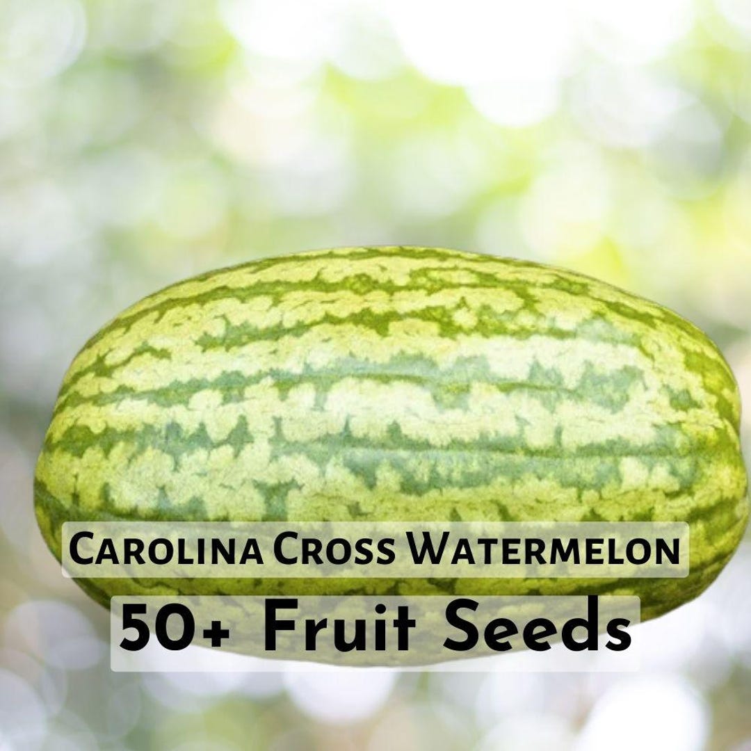 50+ Carolina Cross Watermelon Seeds - Etsy