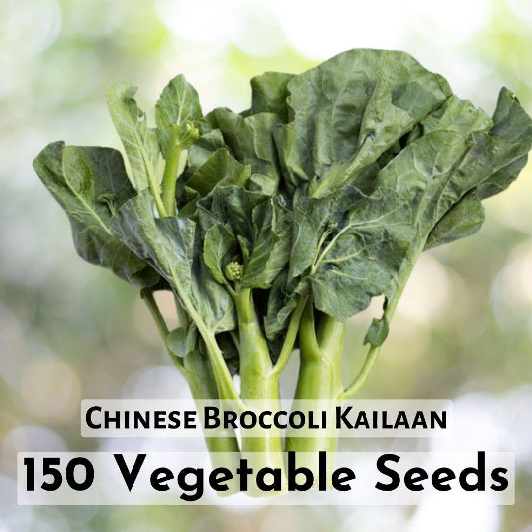 150 Seeds Chinese Broccoli Kailaan Open Pollinate Fast Ship - Etsy