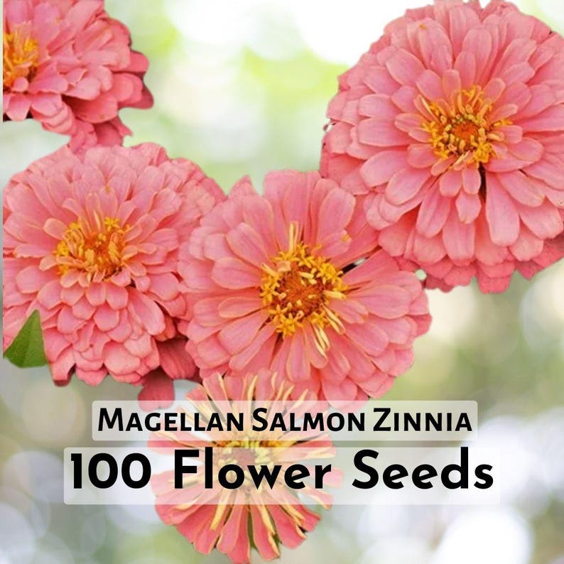 100+ Magellan Salmon Zinnia Seeds | Vibrant Coral-pink Blooms | Dwarf ...
