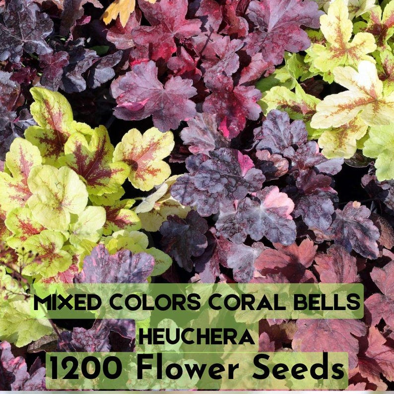 1200 Mixed Colors Coral Bells Heuchera Seeds | Shade-flower Perennial ...