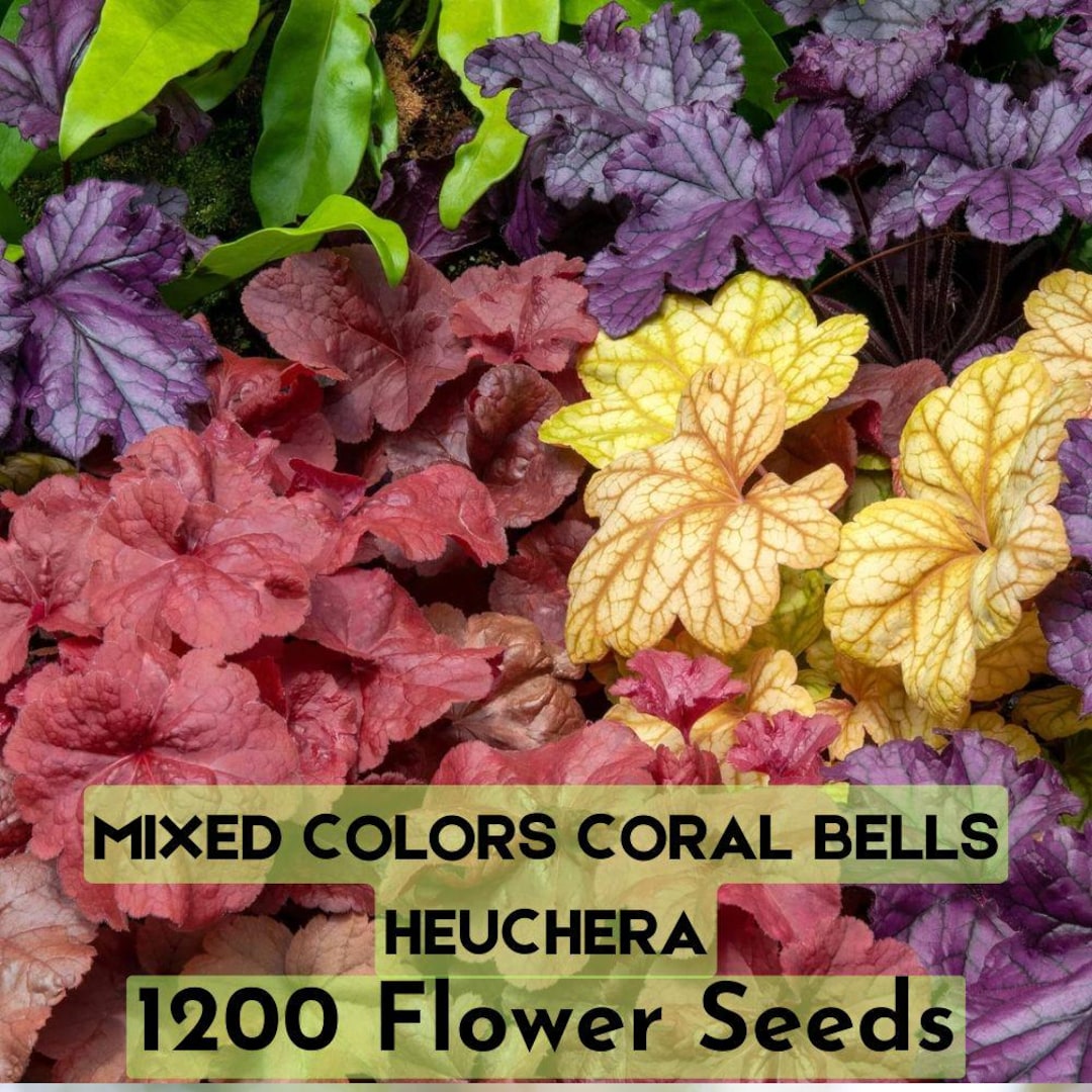 1200 Mixed Colors Coral Bells Heuchera Seeds | Shade-flower Perennial ...