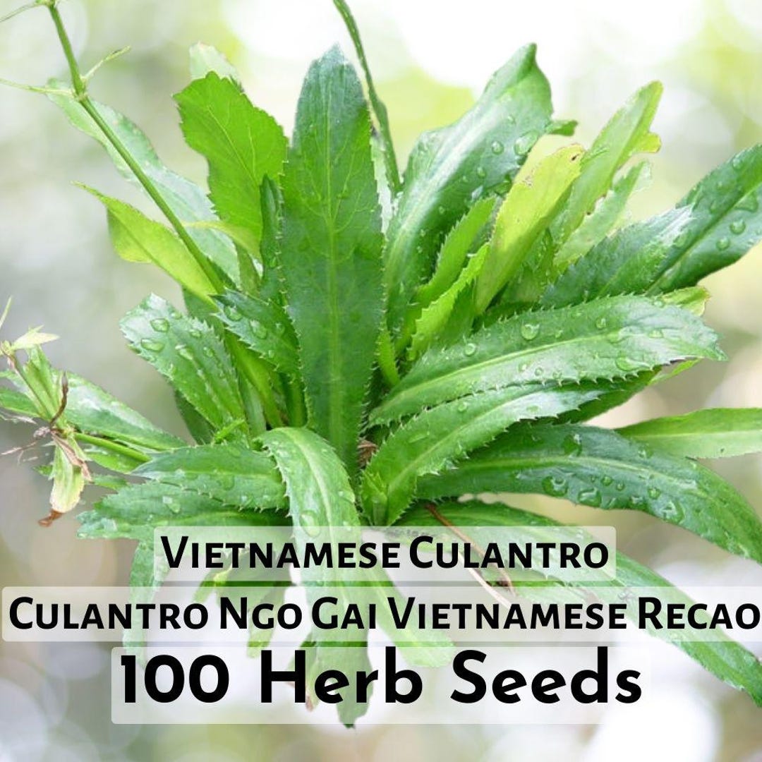 100 Seeds Culantro Ngo Gai Vietnamese Recao - Vietnamese Culantro Herb ...