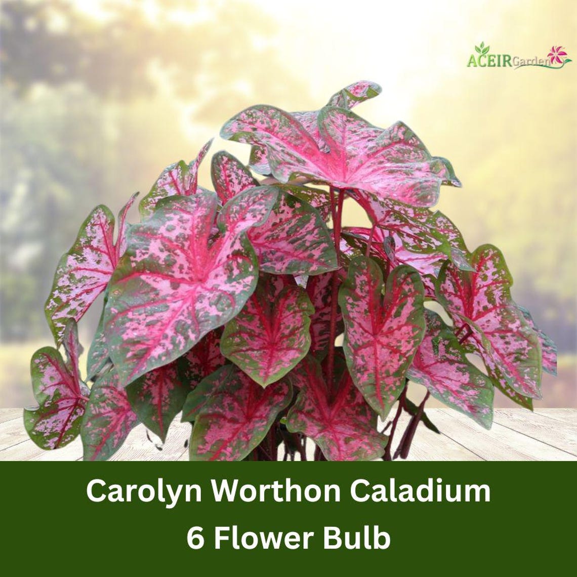 6 Carolyn Whorton Caladium Bulbs – Pink & Green Foliage Plant, Shade ...