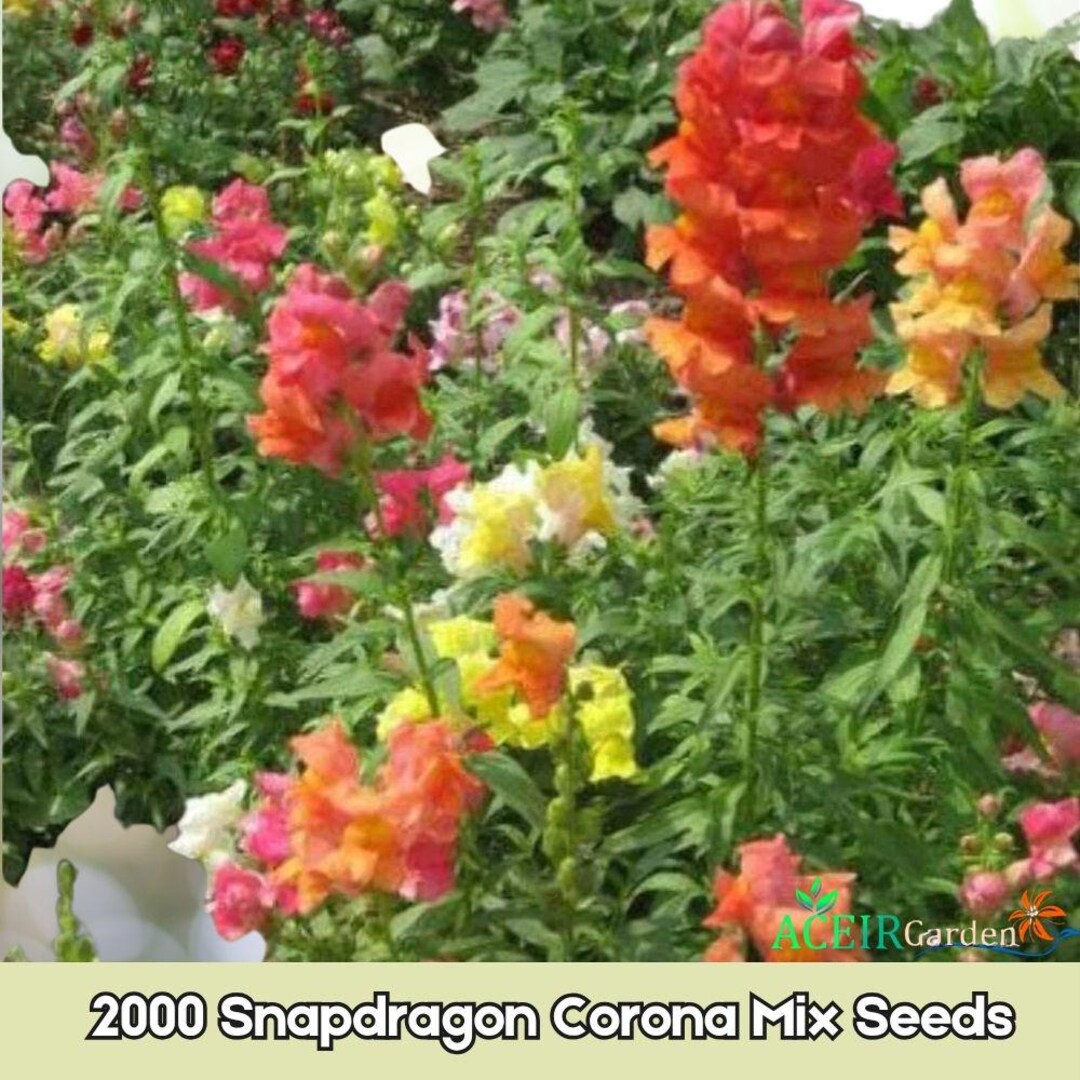 2000 Snapdragon Corona Mix Seeds – Antirrhinum Majus Mixed Colors ...