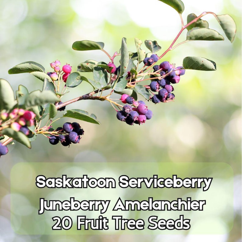 20 Saskatoon Serviceberry Seeds – Juneberry Amelanchier Alnifolia ...