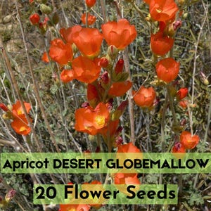 20 Apricot Desert Globemallow Seeds – Sphaeralcea Ambigua Drought ...
