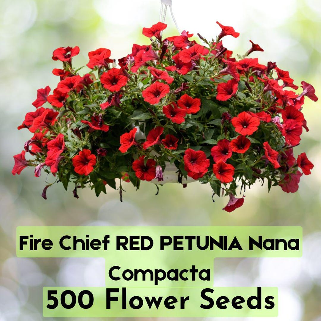 500 Fire Chief Red Petunia Seeds | Petunia Nana Compacta | Compact Red ...