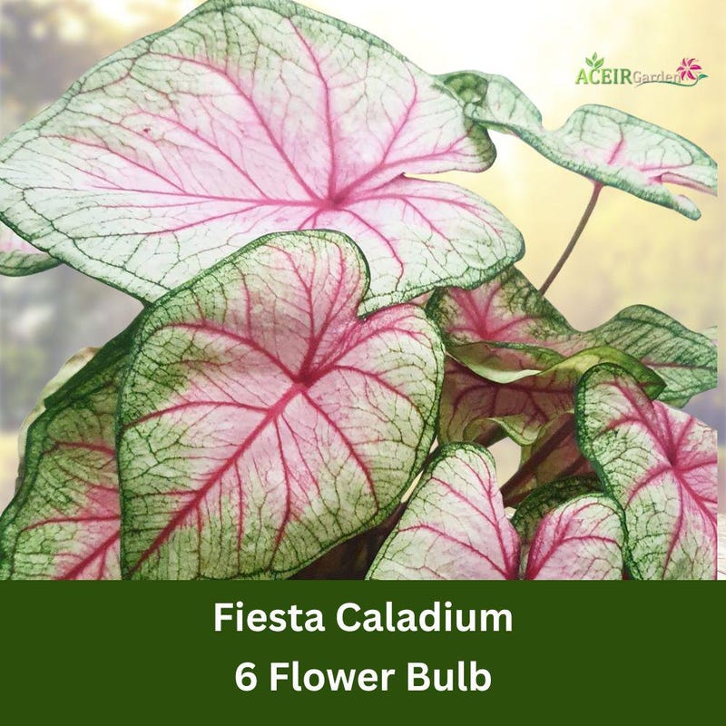 Caladium Bulbs - Etsy