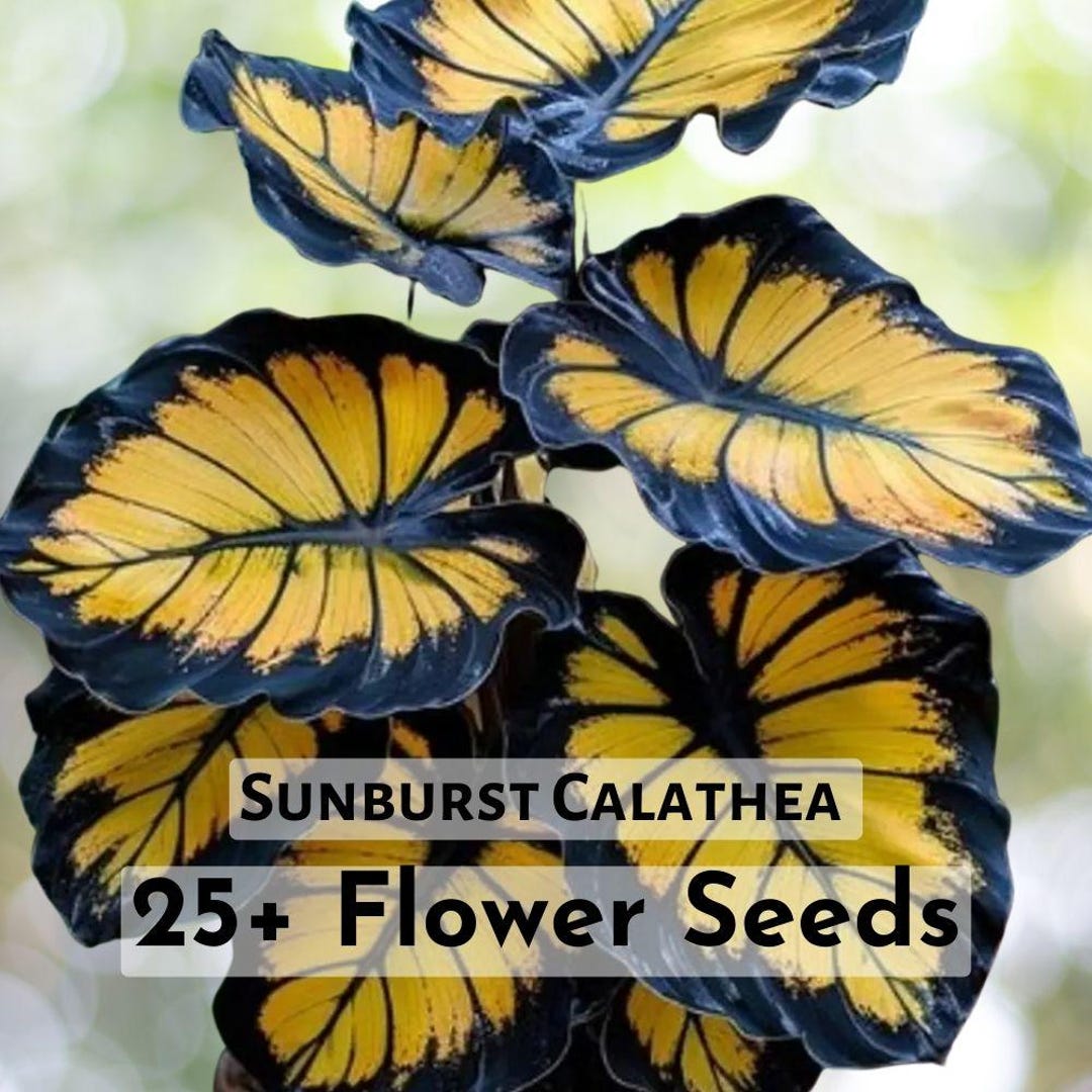 Sunburst Calathea Flower Seeds – 25 Seeds - Etsy