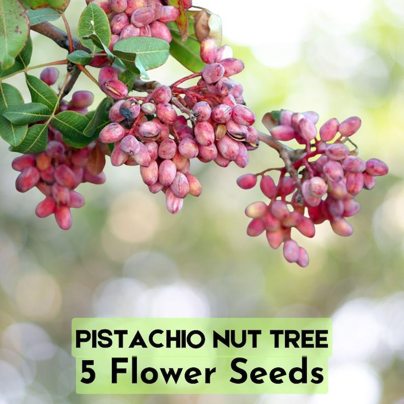 5 Pistachio Tree Seeds – Pistacia Vera Edible Nut-bearing Tree Fast ...