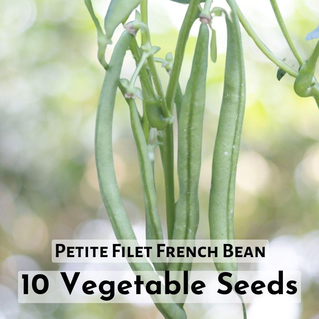 10 Seeds Petite Filet French Bean Fast Shipping - Etsy