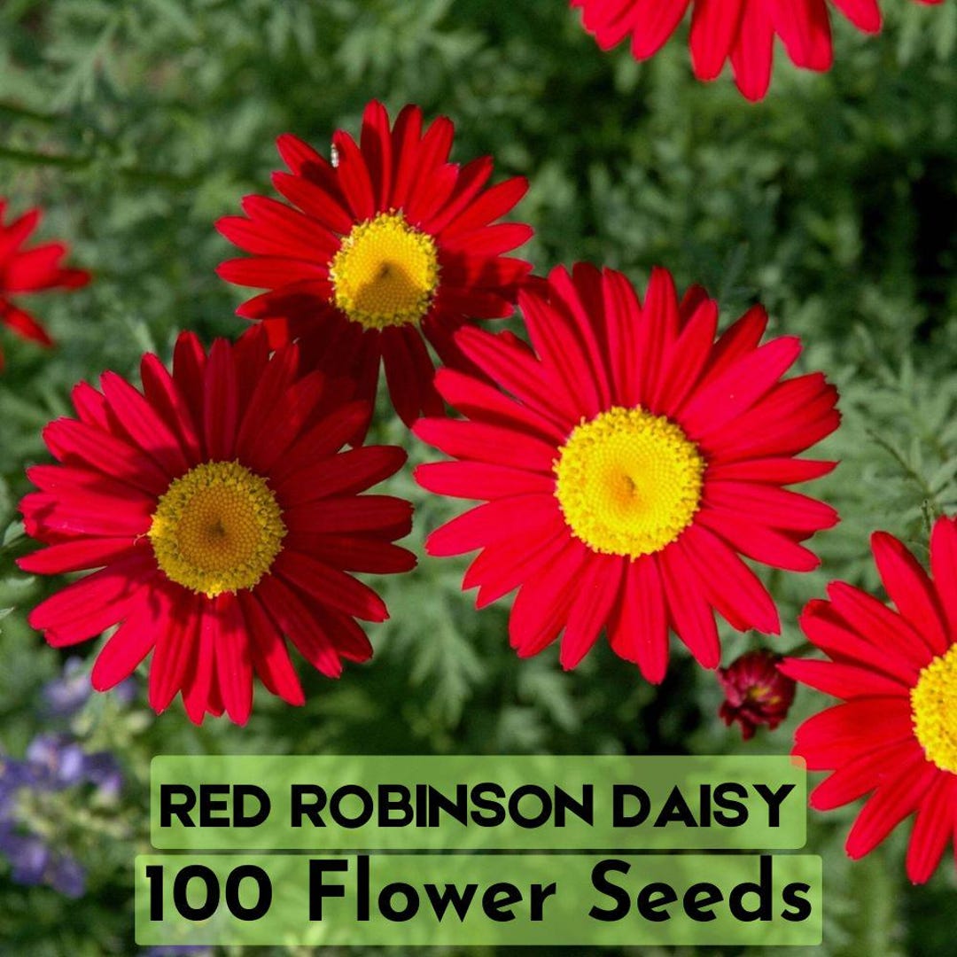 100 Red Robinson’s Daisy Seeds – Painted Chrysanthemum – Vibrant ...
