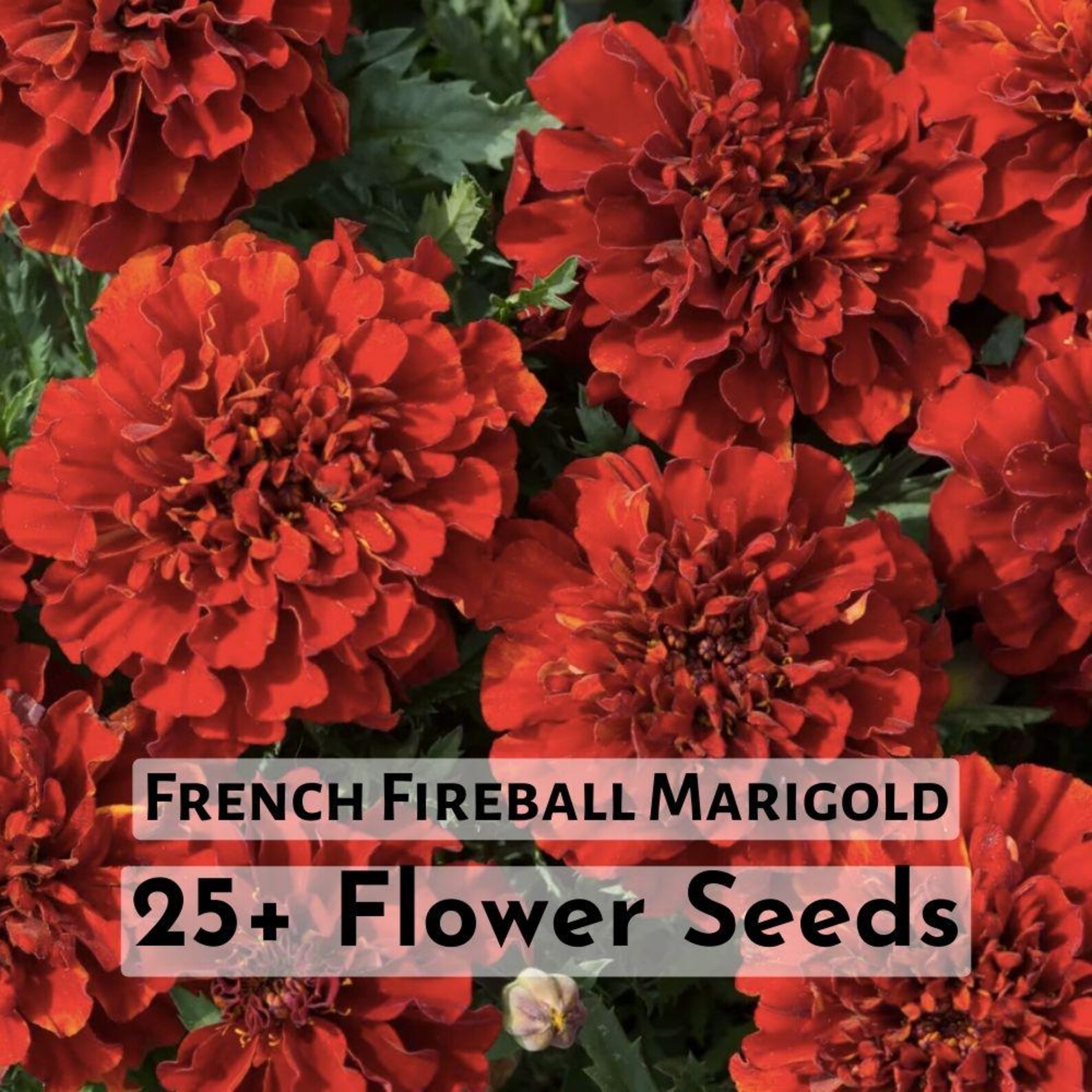25+ French Fireball Marigold Flower Seeds - Etsy