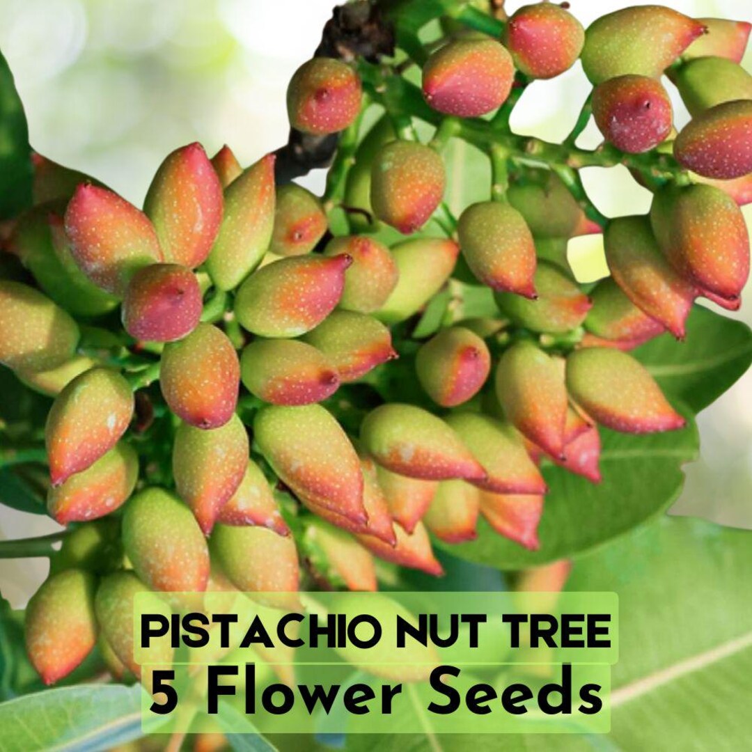 5 Pistachio Tree Seeds – Pistacia Vera Edible Nut-bearing Tree Fast ...