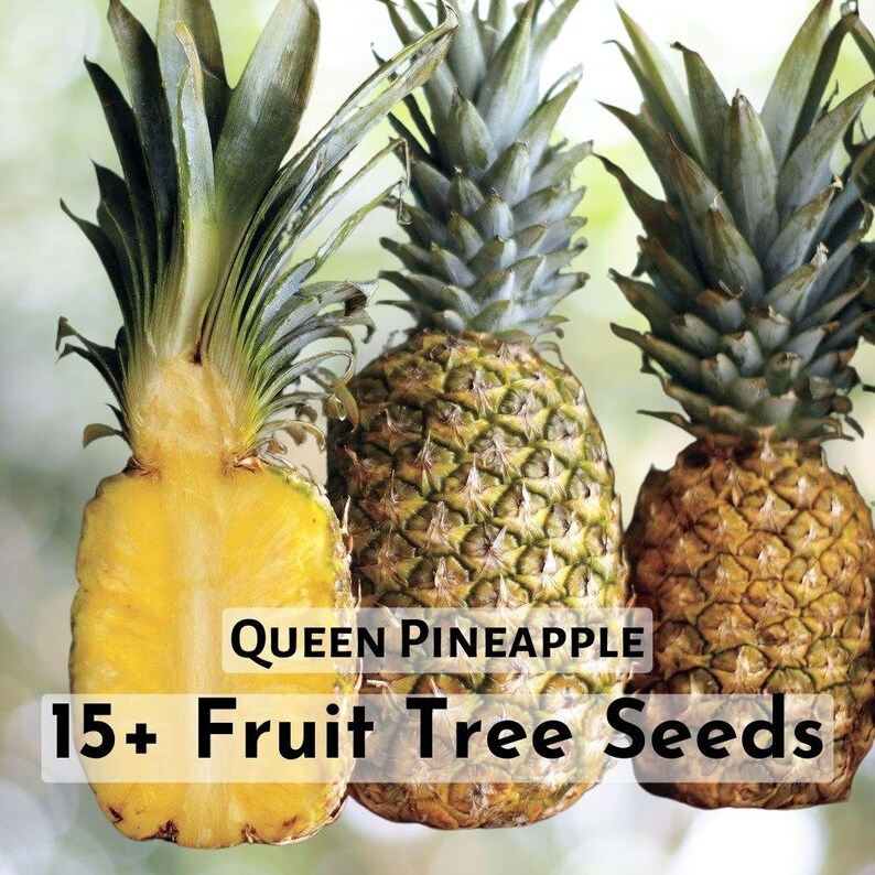15+ Queen Pineapple Fruit Tree Seeds - Etsy
