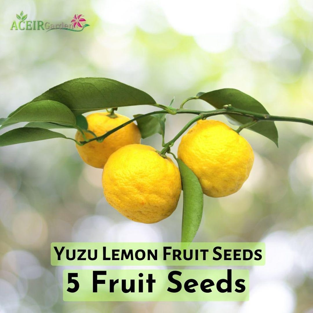 5 Yuzu Lemon Seeds – Rare Japanese Citrus Fruit Tree Seeds for Garden ...