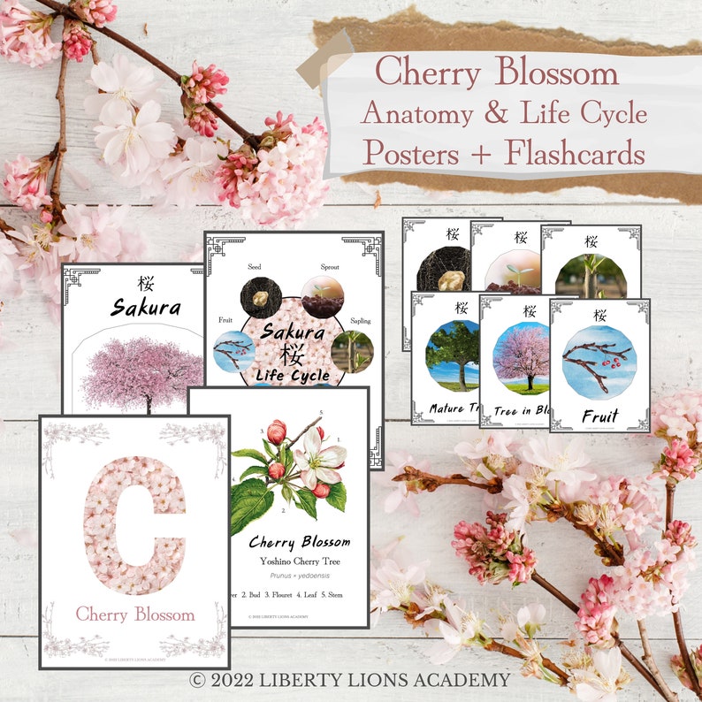 Cherry Blossom Unit Study, Homeschool Spring Study, History, Anatomy ...