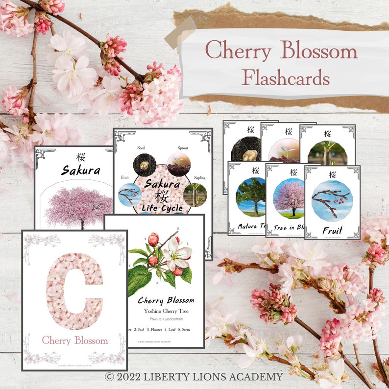 Cherry Blossom Counting Cards, Spring Study Flashcards, Homeschool ...