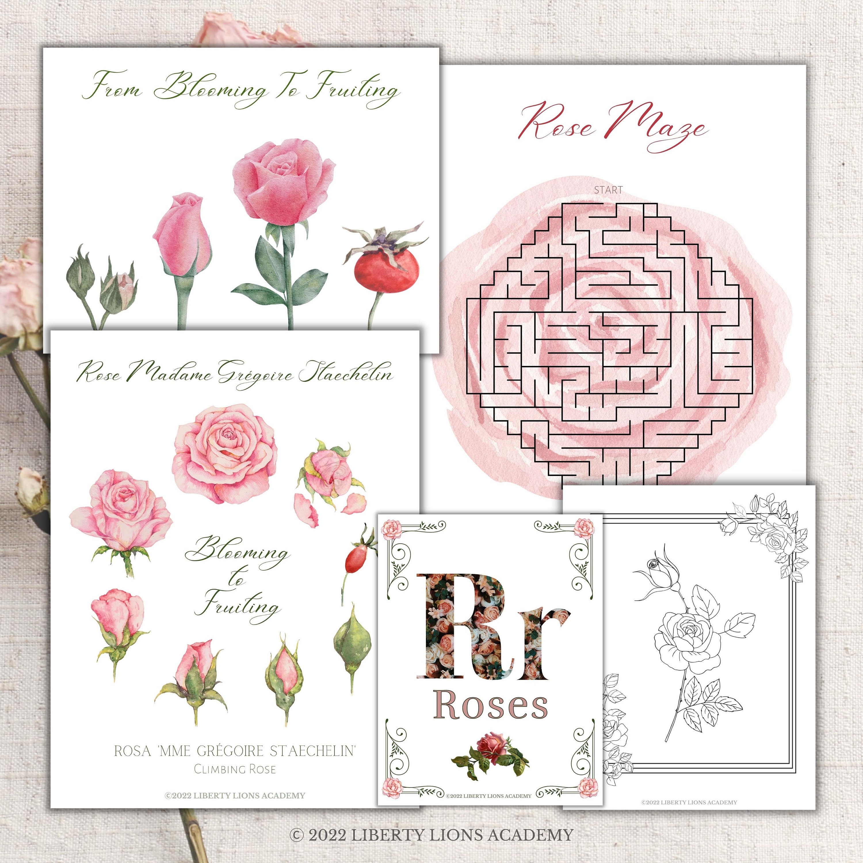 Rose Art Study | Rose Anatomy | Poetry | Nature Study | Rose Lifecycle ...