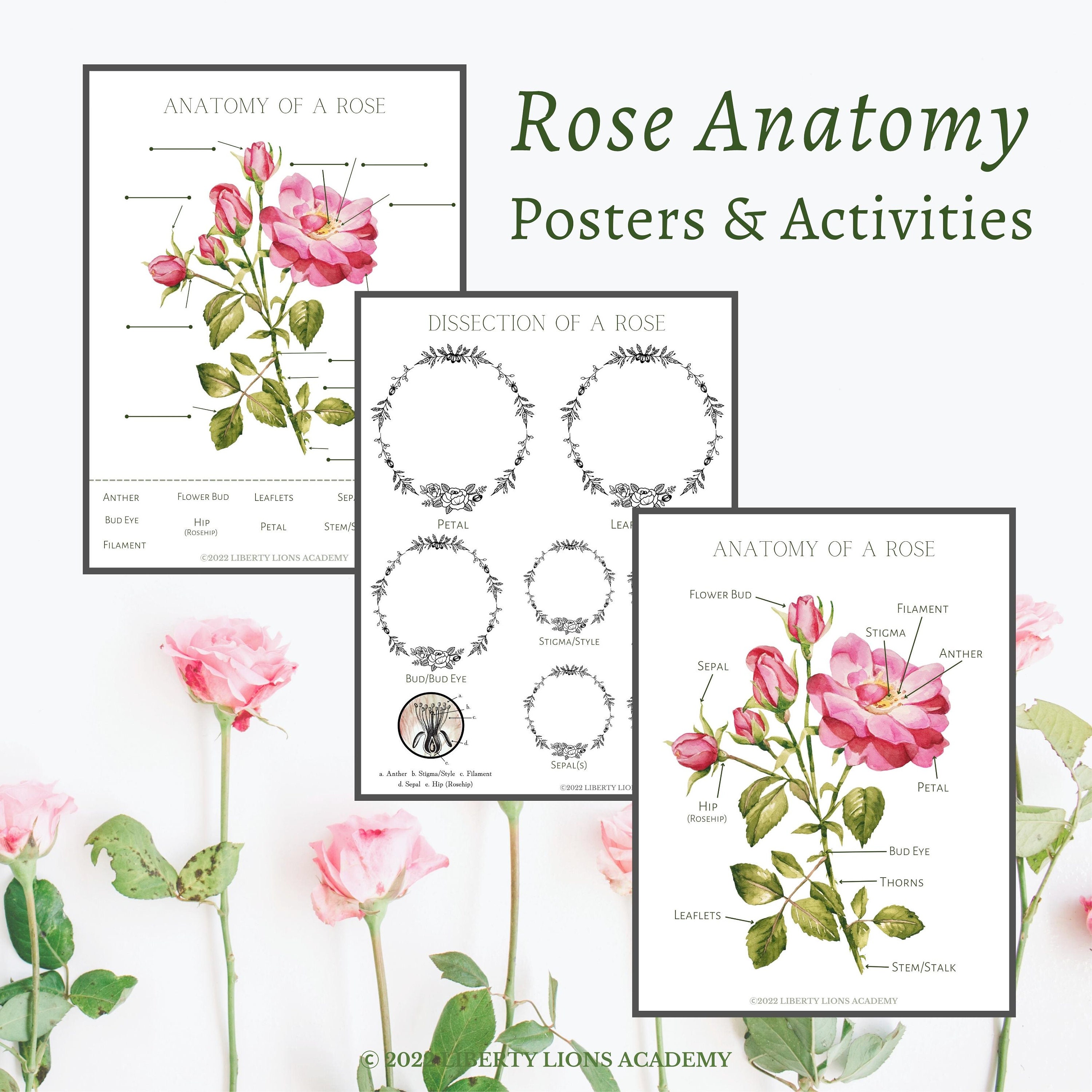 Rose Art Study | Rose Anatomy | Poetry | Nature Study | Rose Lifecycle ...
