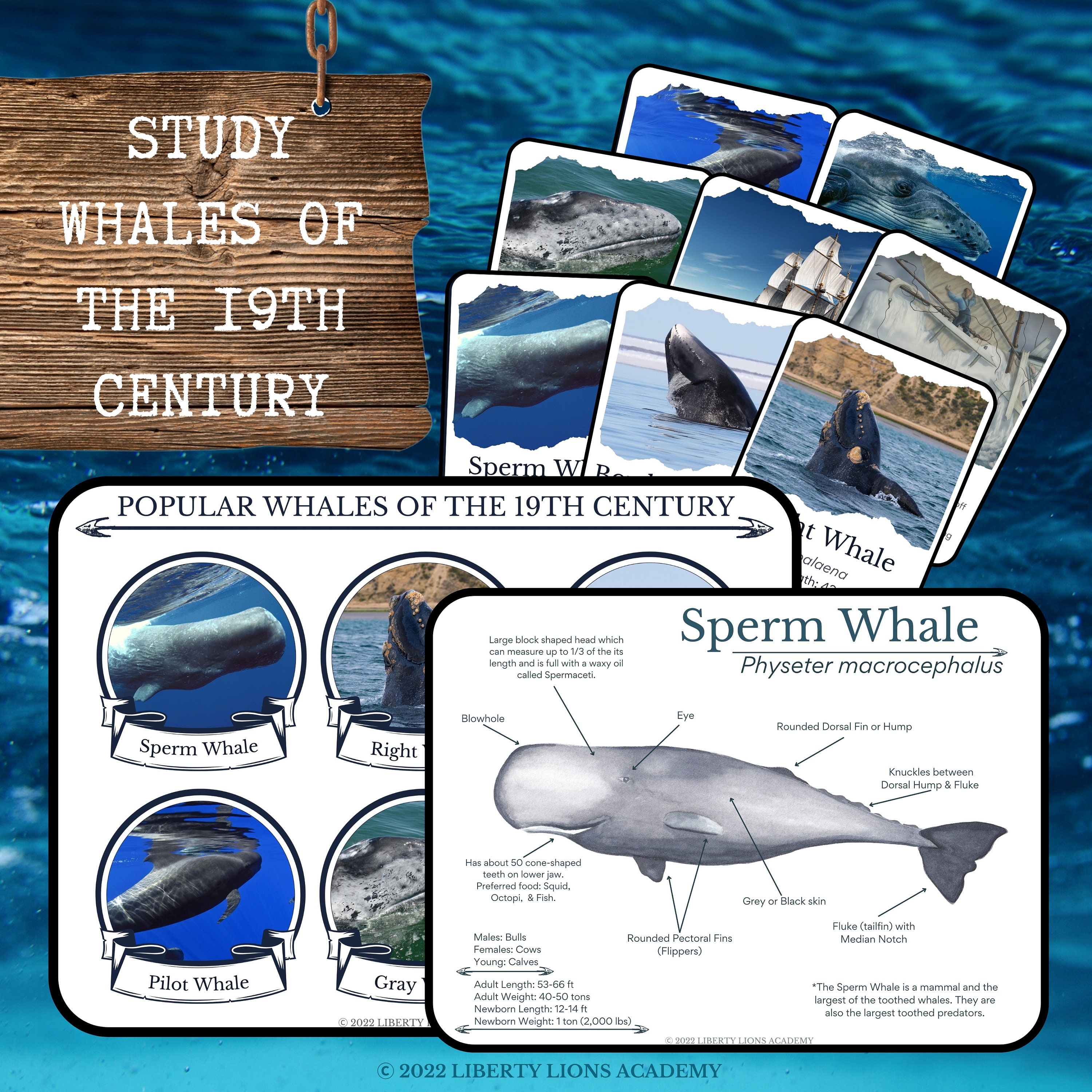 Whale Unit Study | American Whaling | Homeschool Printables | History ...