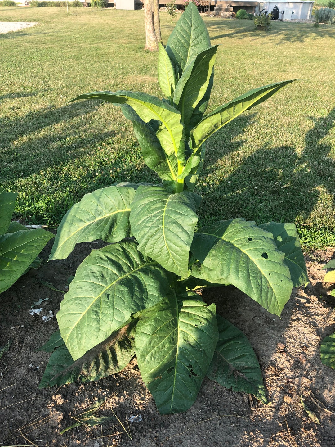 Louisiana Perique Tobacco Seed (nicotiana Tabacum) Non-gmo - Etsy