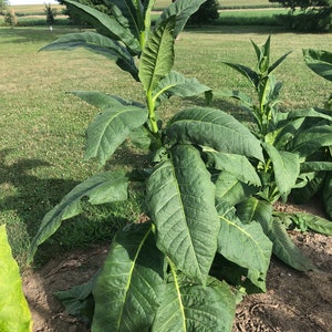 Louisiana Perique Tobacco Seed (nicotiana Tabacum) Non-gmo - Etsy