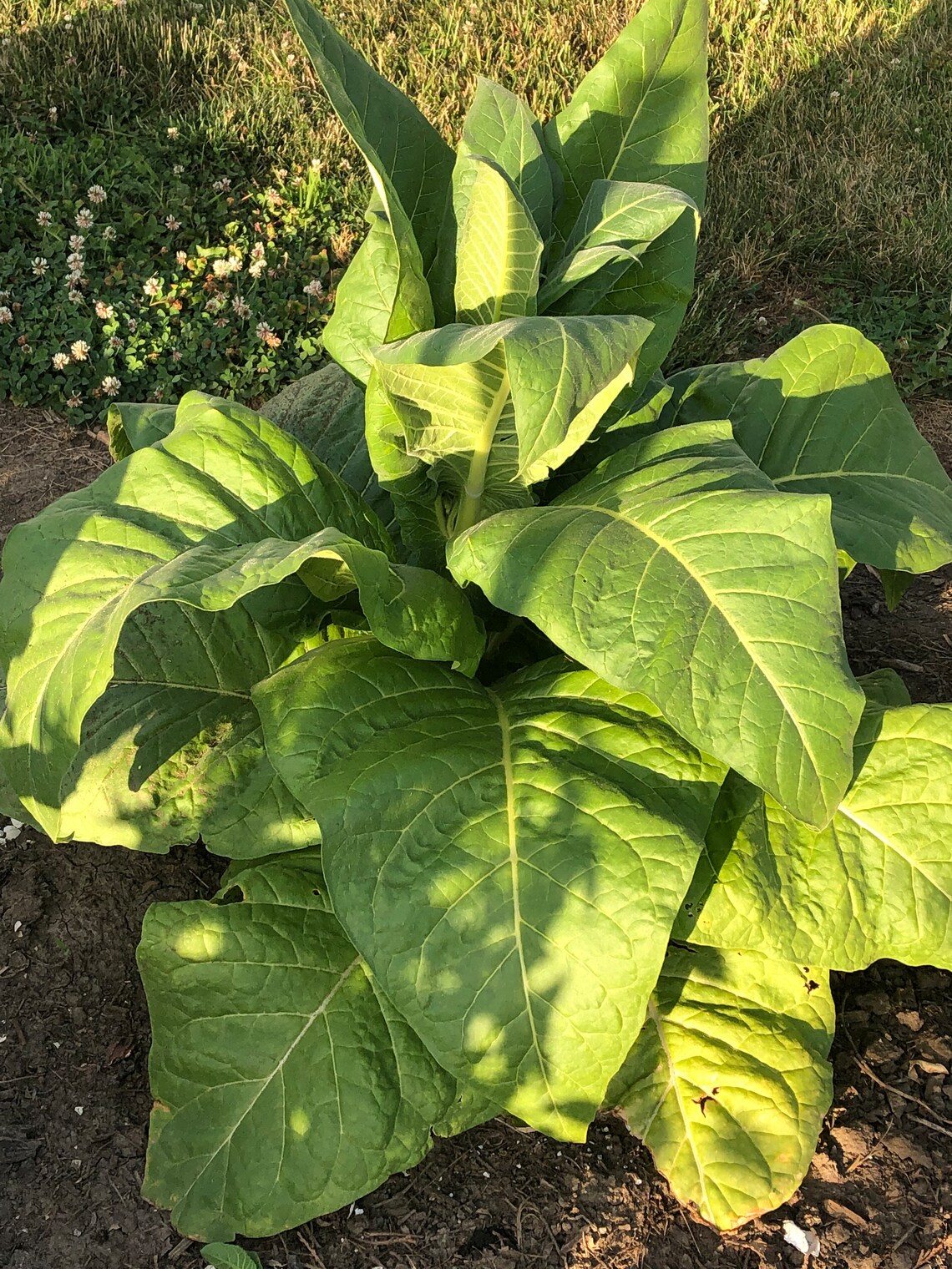 Golden Burley Tobacco Seeds: Non-gmo Nicotiana Tabacum Free Shipping No ...