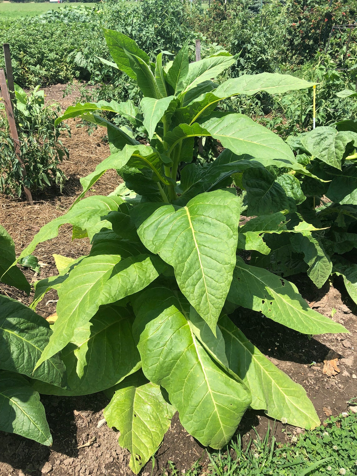 Golden Burley Tobacco Seeds: Non-gmo Nicotiana Tabacum, Tall and Wide ...