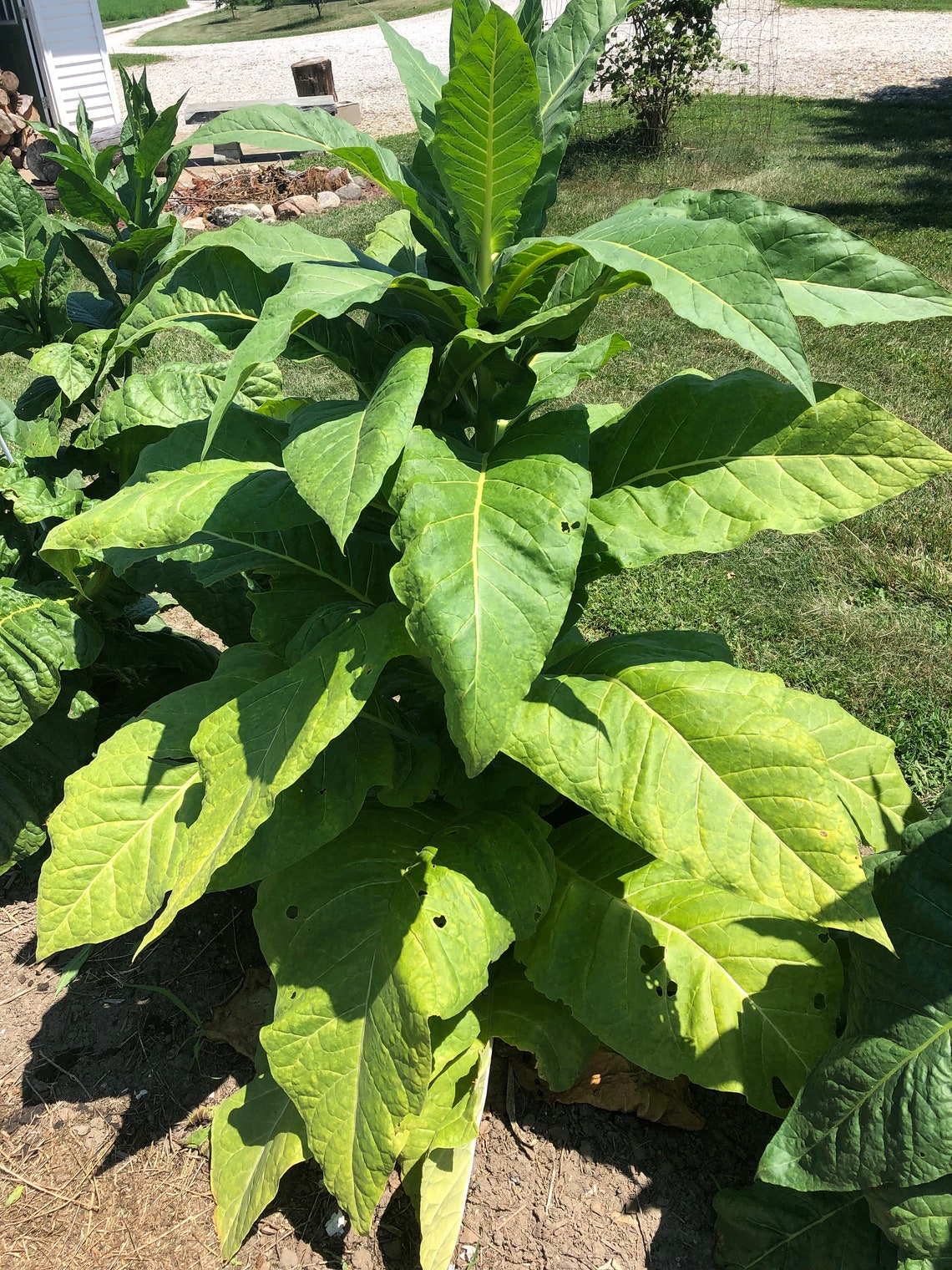 Golden Burley Tobacco Seeds: Non-gmo Nicotiana Tabacum, Tall and Wide ...