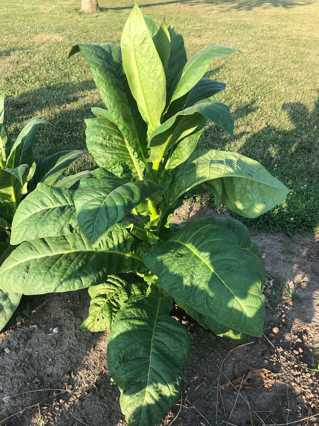 Dixie Bright Tobacco Seeds: Non-gmo Nicotiana Tabacum, Tall and Wide ...