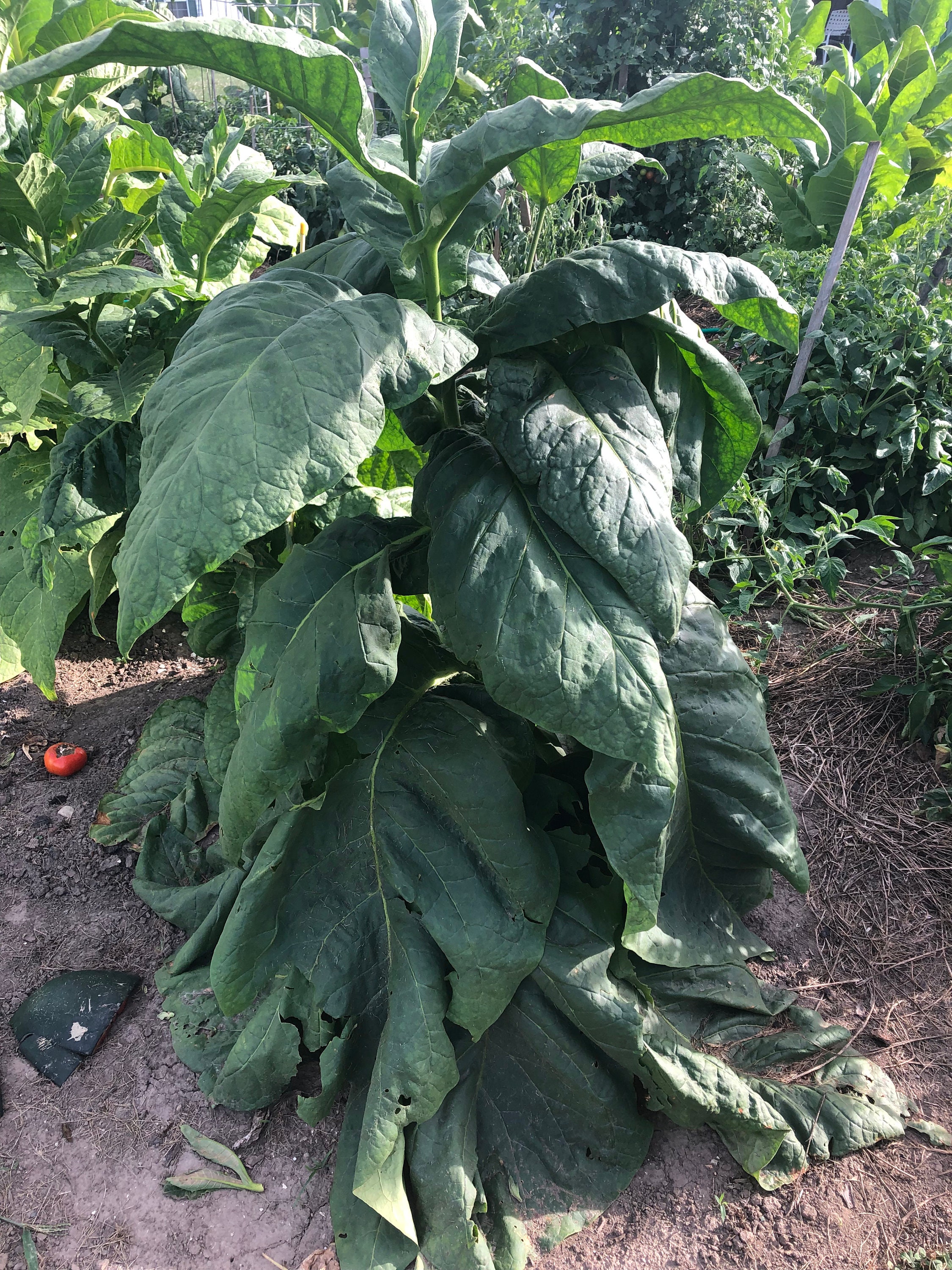 Little Yellow Tobacco Seeds nicotiana Tabacum - Etsy