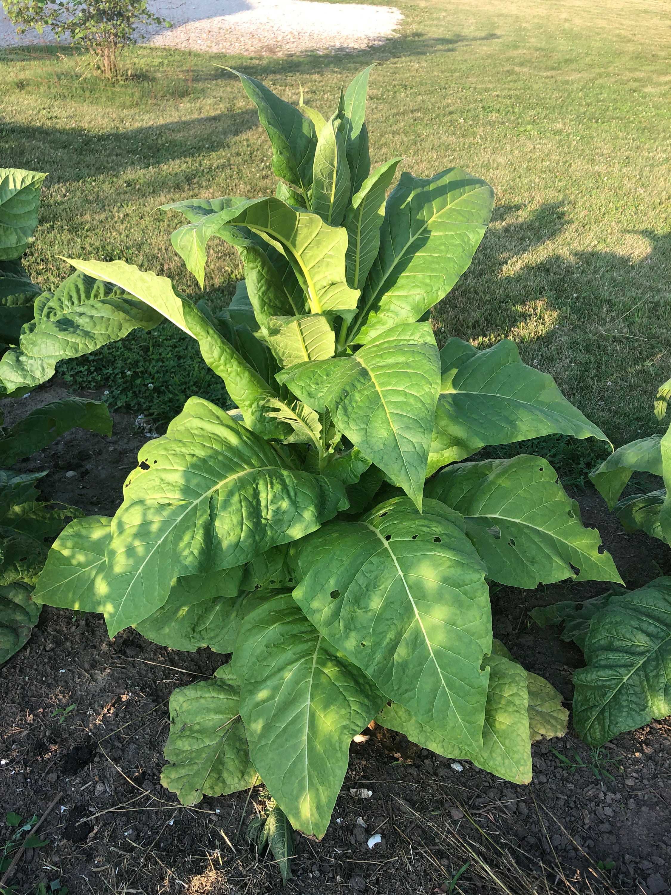 Golden Burley Tobacco Seeds: Non-gmo Nicotiana Tabacum Free Shipping No ...