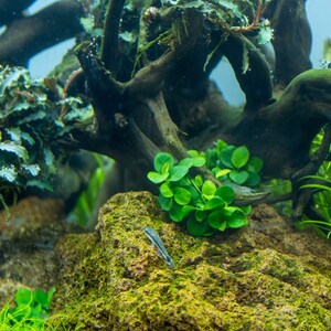 Anubias Barteri 'mini Coin' - Etsy