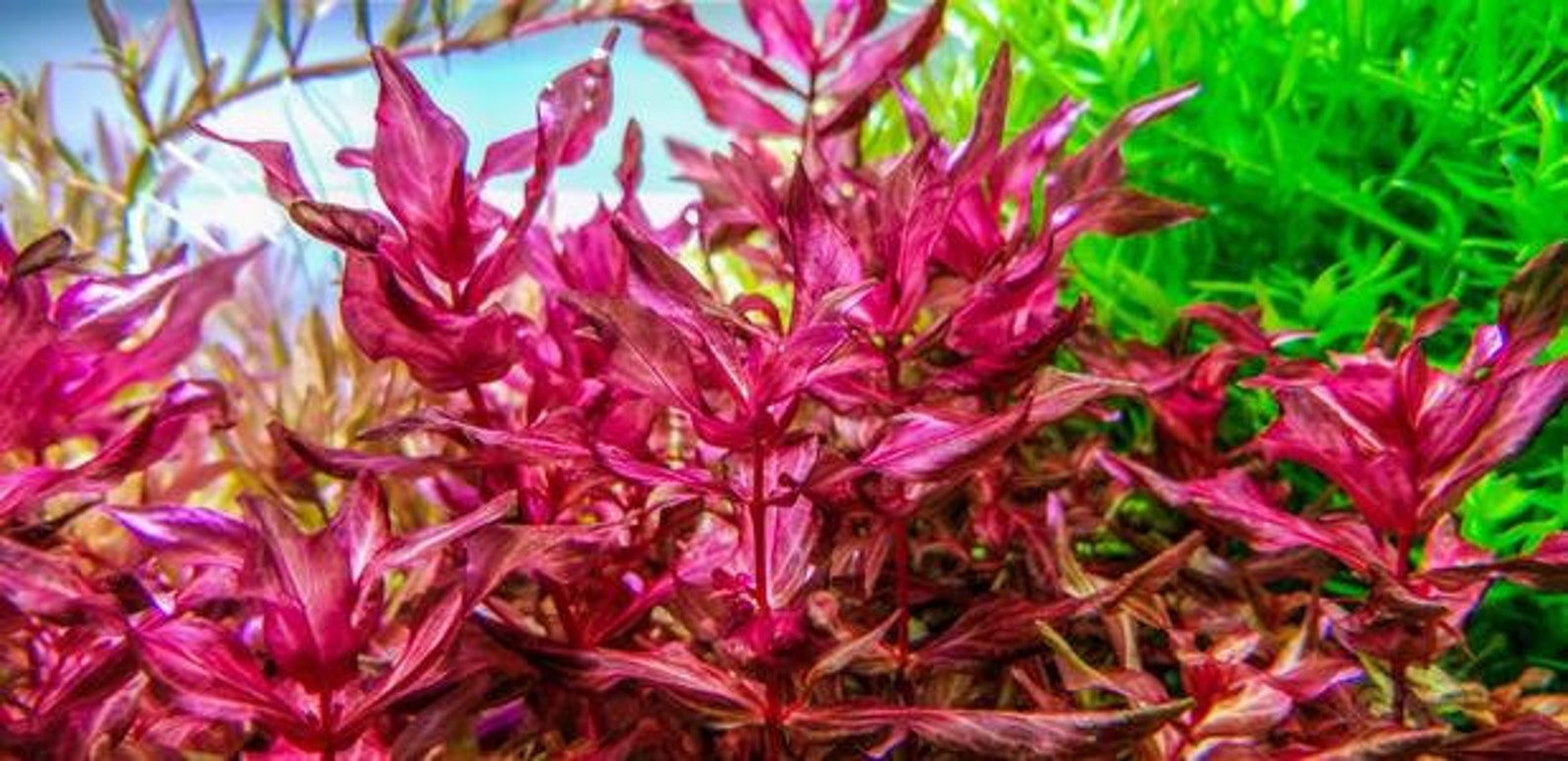 Rotala Macrandra Red Aquatic Plant 1-2grow Young Plant 4oz - Etsy UK