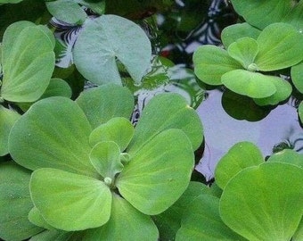 Dwarf Water Lettuce 4 Live Floating Aquarium Plant With 12 Leaves Free ...