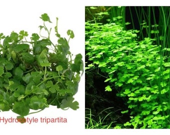Hydrocotyle Tripartita Live Aquarium Plant - Etsy