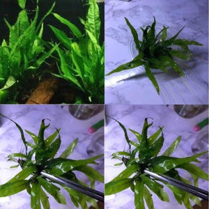 JAVA FERN MINI - Etsy