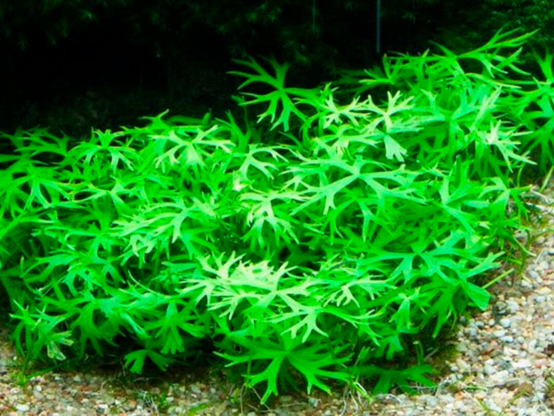 Ranunculus Inundatus