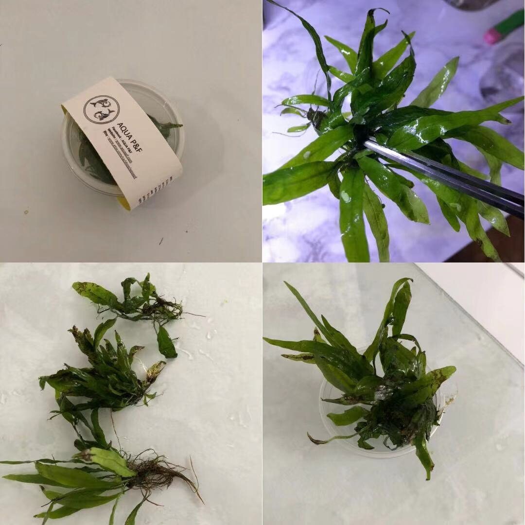 JAVA FERN MINI - Etsy