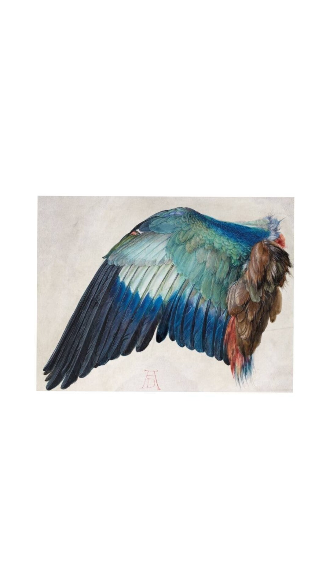 Albrecht Durer Exhibition Poster Left Wing of a Blue Roller - Etsy