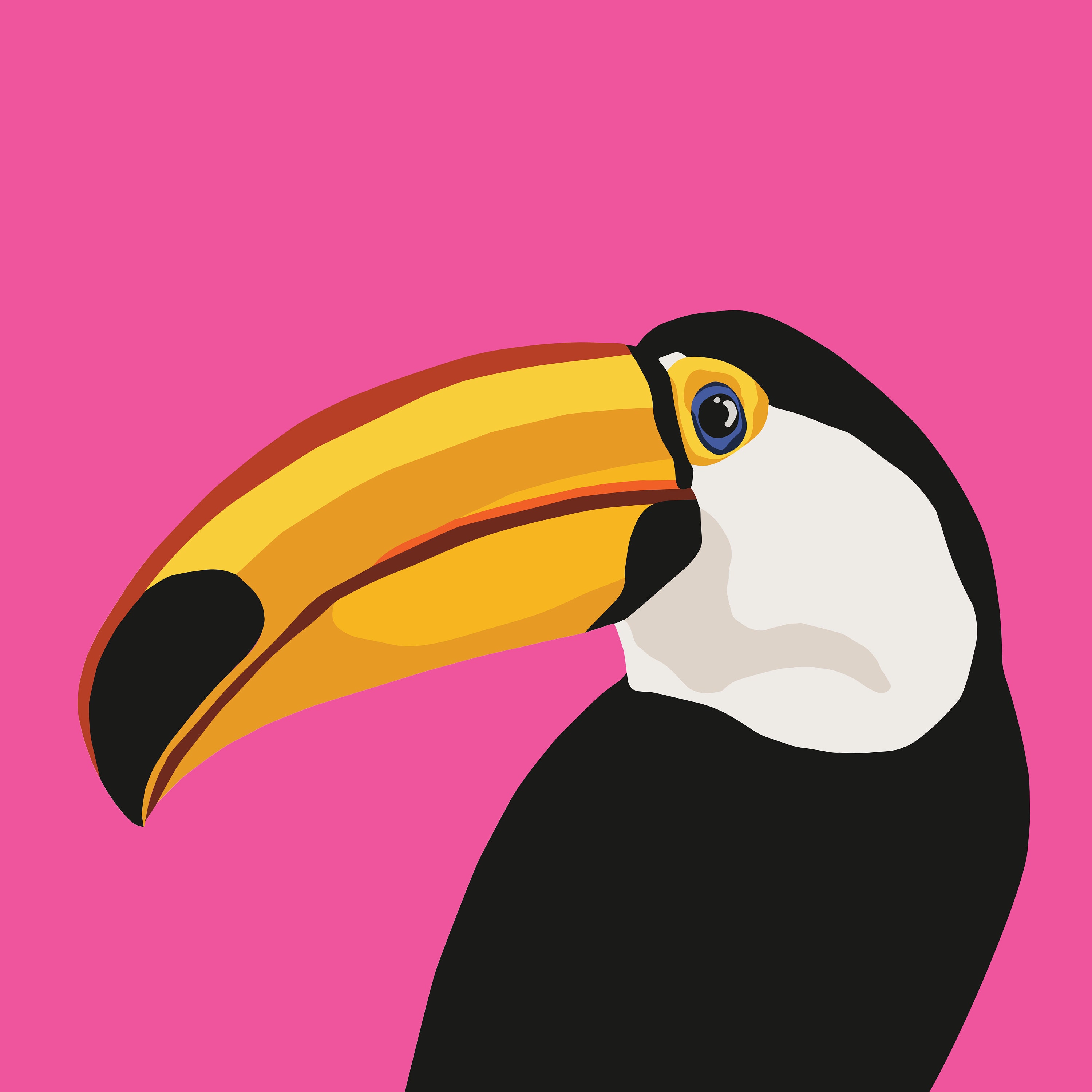 Pink Toucan Poster / Tropical Bird Print / Jungle Animal / - Etsy UK