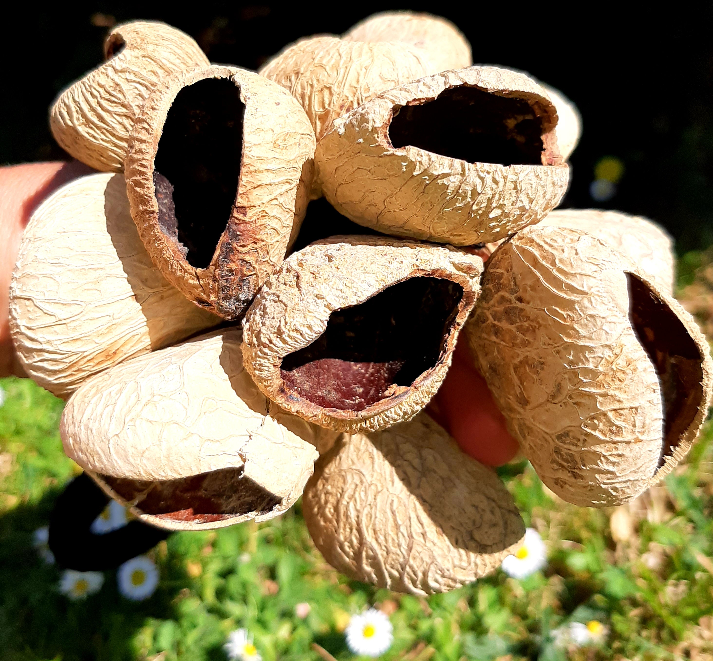 Maracas in Pangi Seed Black Brown Rattle - Etsy