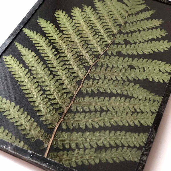 Pressed Fern Framed - Etsy
