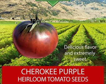 Heirloom Cherokee Purple Tomato Seeds Organically Grown - Etsy